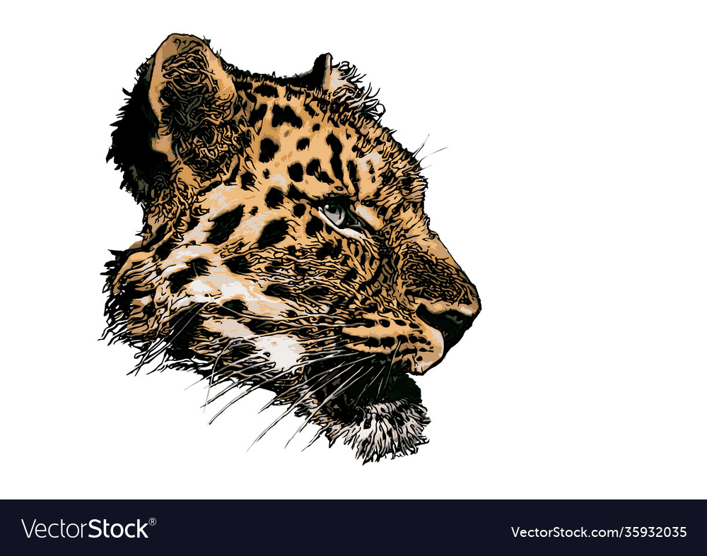 Leopard head Royalty Free Vector Image - VectorStock