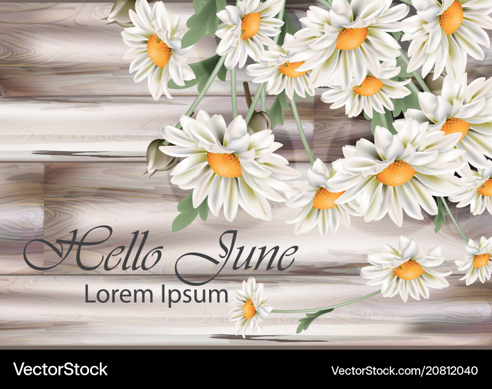 Vintage chamomile bouquet spring floral Royalty Free Vector