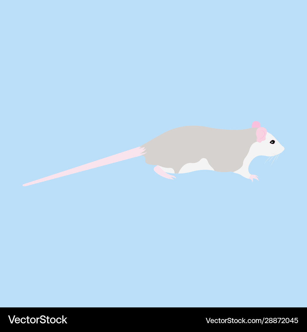 Pet rat decorative domestic cute Royalty Free Vector Image