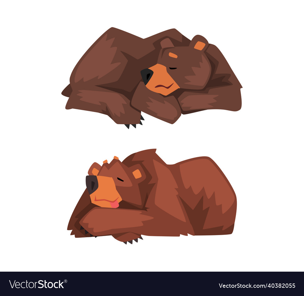 Wild Brown Grizzly Bear As Forest Habitant Lying Vector Image