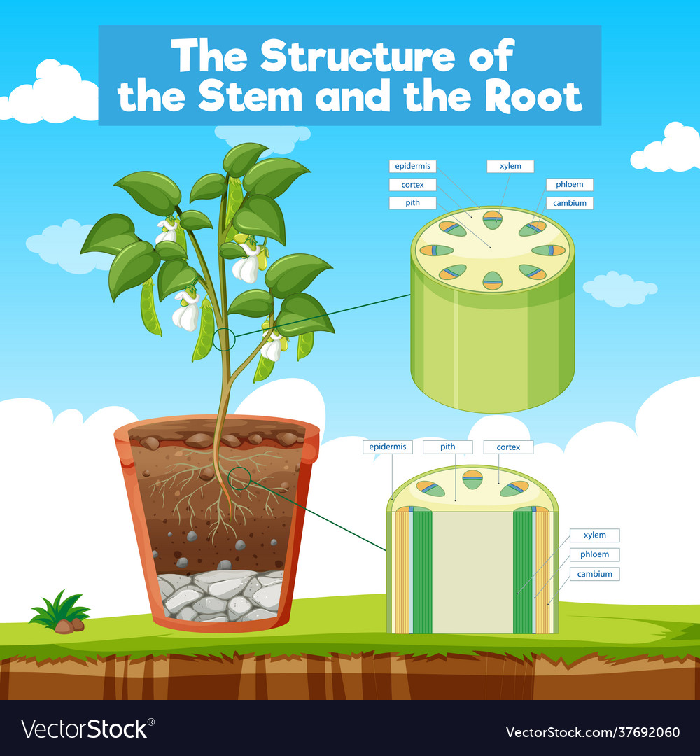 Structure stem and root Royalty Free Vector Image