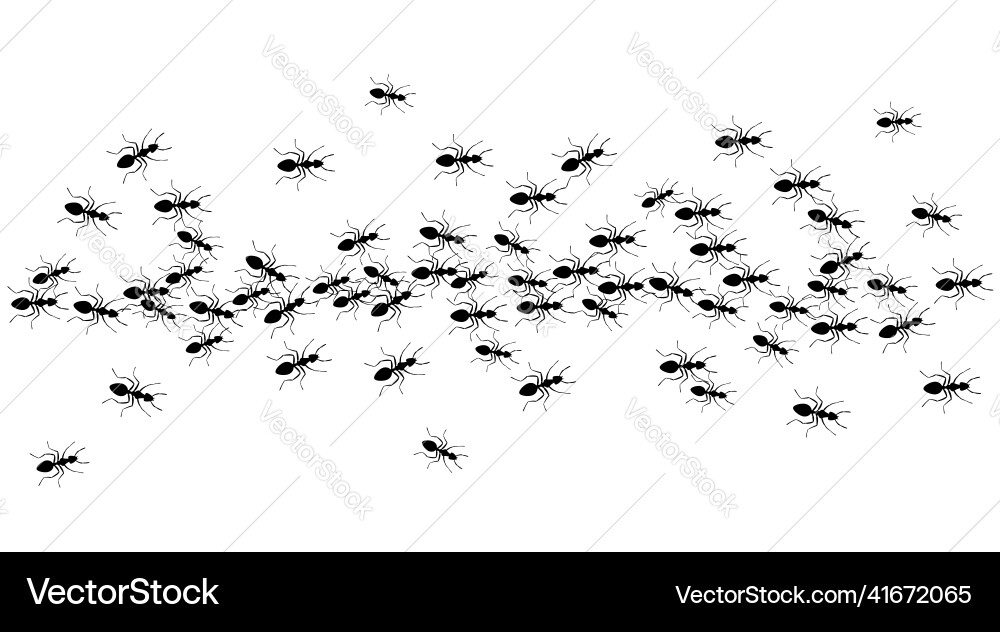 Ants trail line of working on white Royalty Free Vector