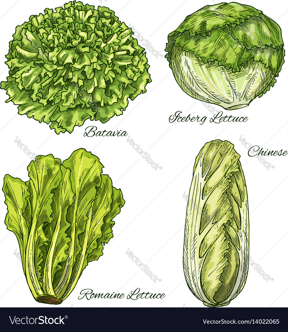 Cabbage and lettuce vegetable isolated sketch Vector Image