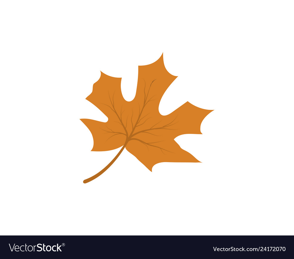Maple leaf Royalty Free Vector Image - VectorStock