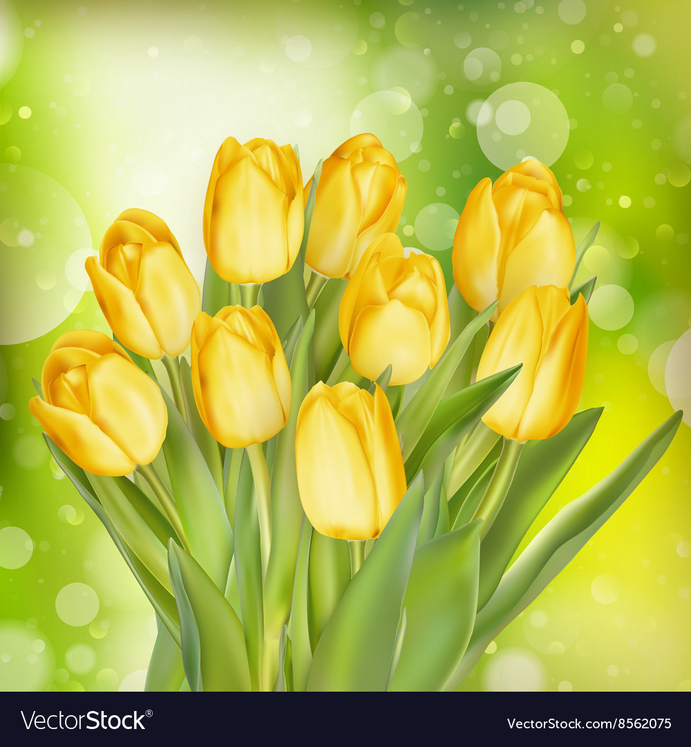 Yellow colored tulips eps 10 Royalty Free Vector Image Yellow colored tulips eps 10 Royalty Free Vector Image