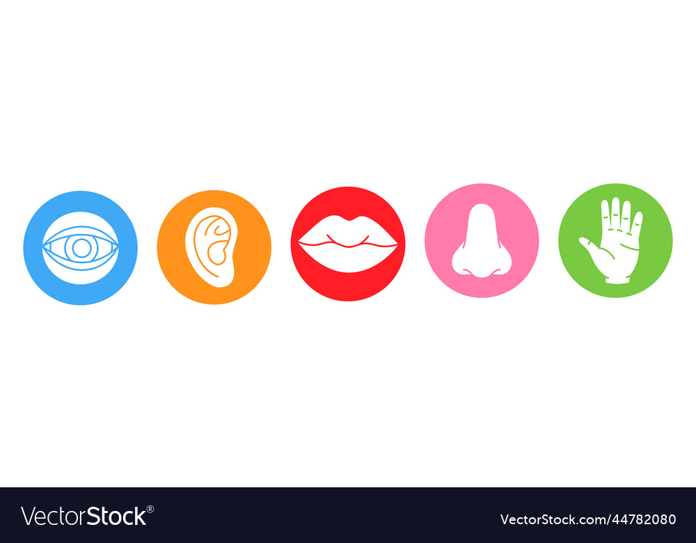 Five Human Senses Vision Smell Hearing Touch Vector Image five-human-senses-vision-smell-hearing-touch-vector-image