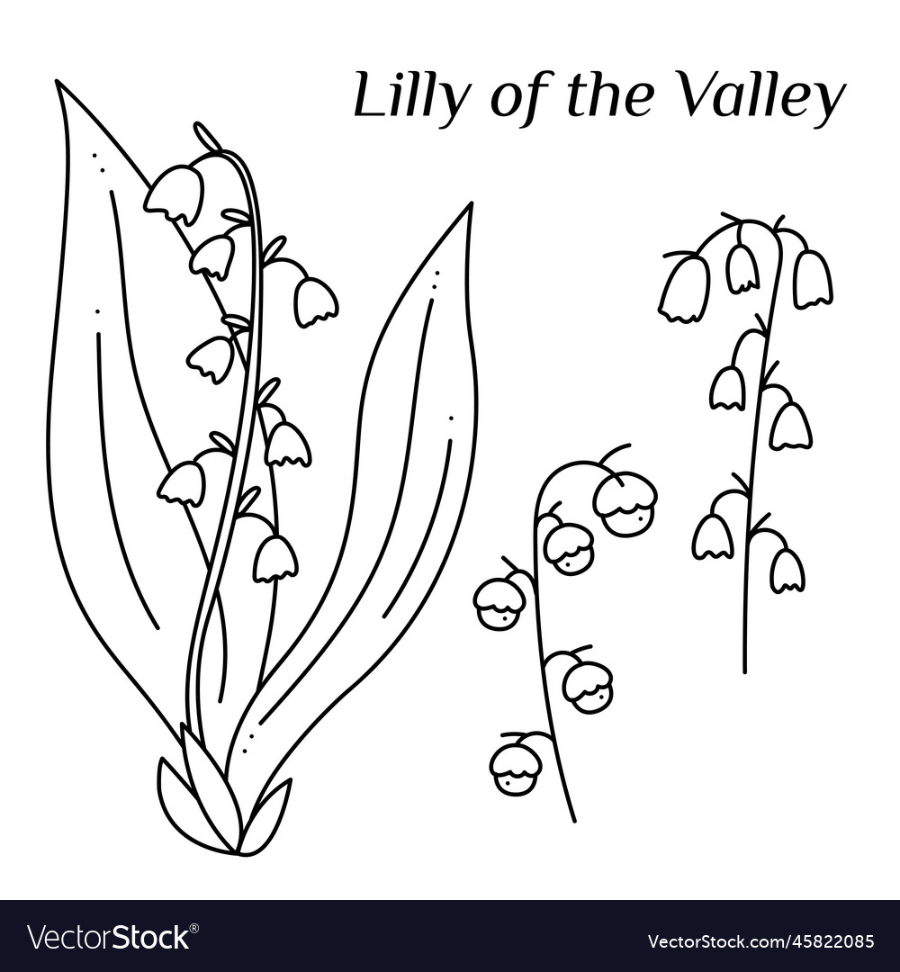 6lily of the valley Royalty Free Vector Image - VectorStock