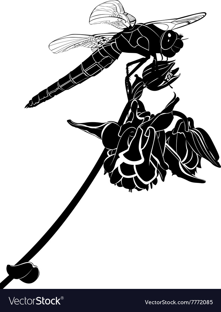 Dragonfly Royalty Free Vector Image - VectorStock