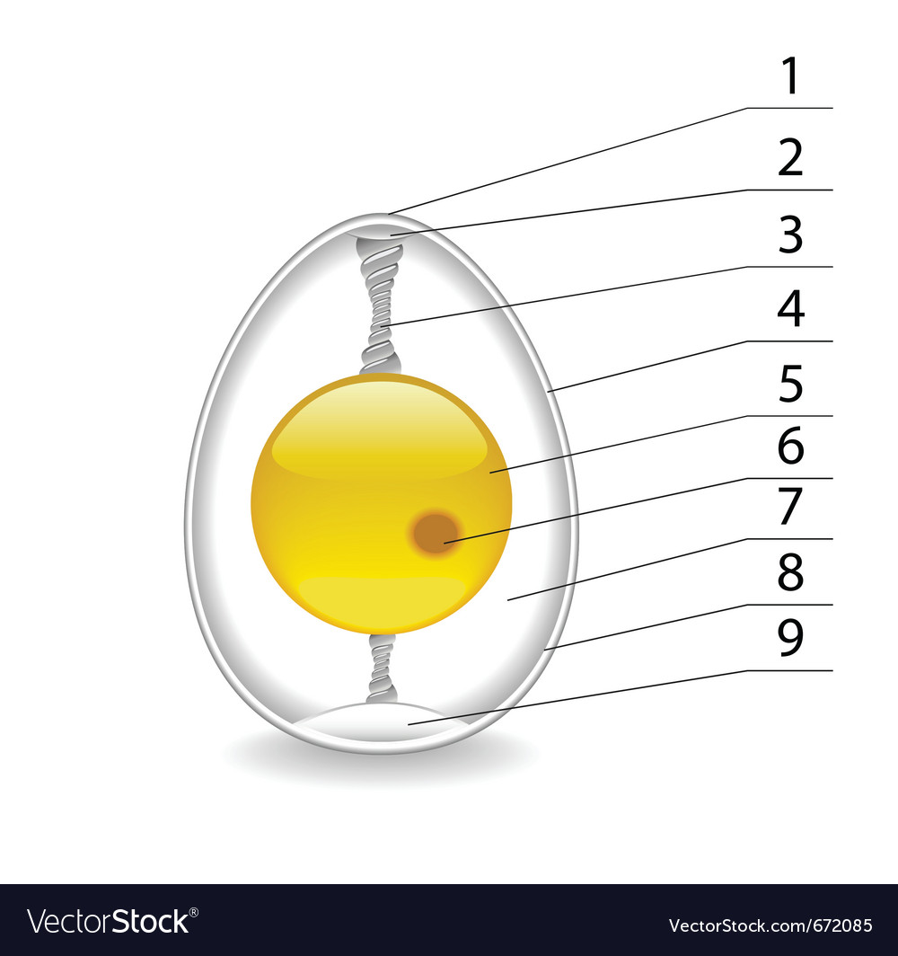 Structure an egg Royalty Free Vector Image - VectorStock