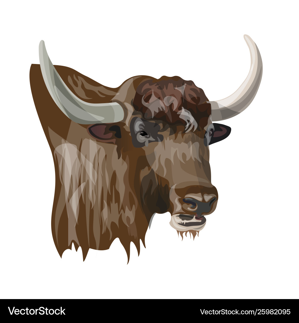 Portrait domestic yak Royalty Free Vector Image
