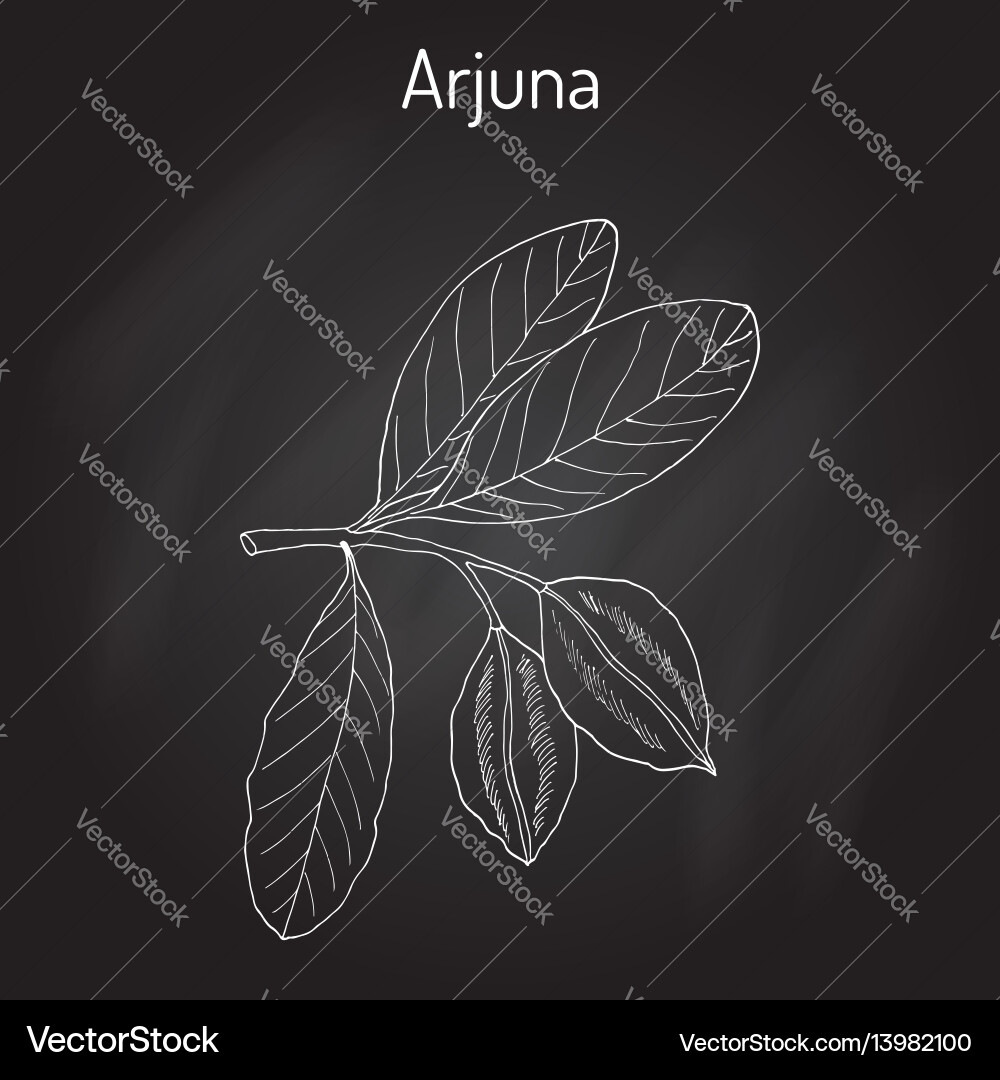 Arjuna terminalia arjuna or arjun tree kumbuk Vector Image