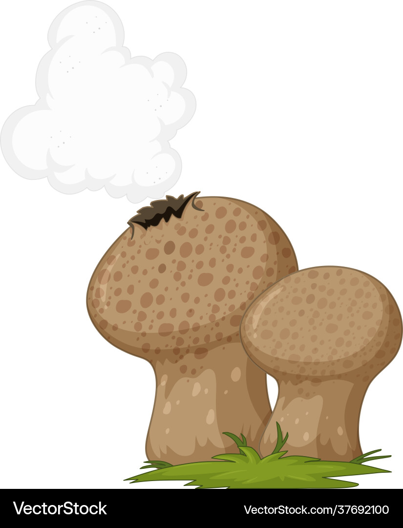 Fungus cartoon style isolated on white background Vector Image