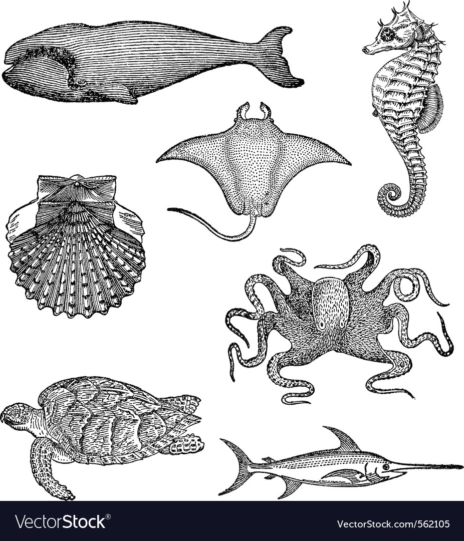 Sea creatures Royalty Free Vector Image - VectorStock