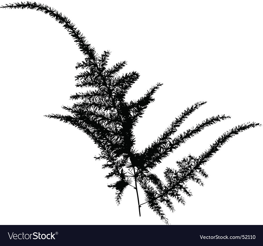 Fern Royalty Free Vector Image - VectorStock