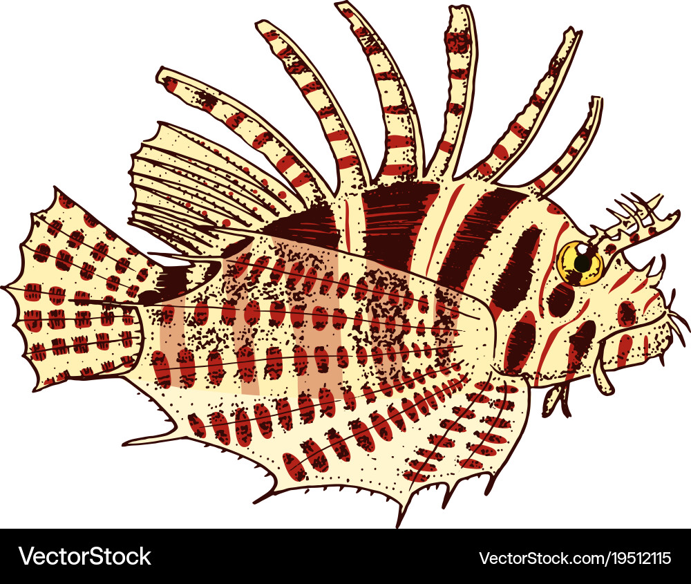 Sea creature red lionfish engraved hand drawn Vector Image