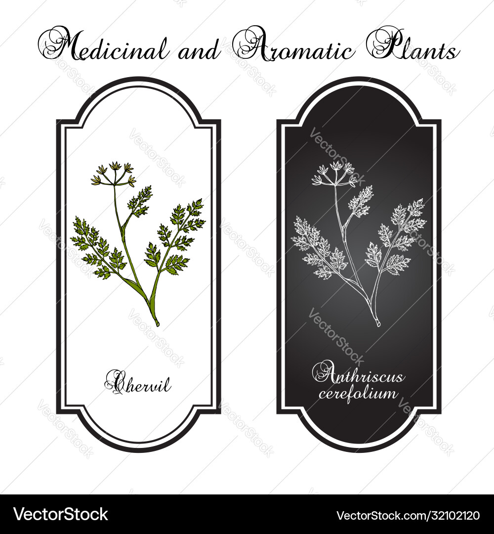 French parsley or garden chervil anthriscus Vector Image