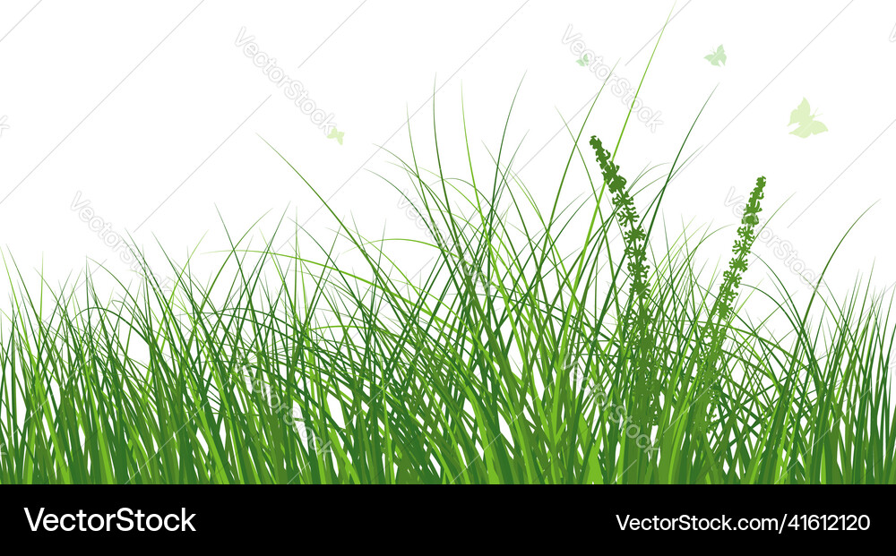 Green grass meadow Royalty Free Vector Image - VectorStock
