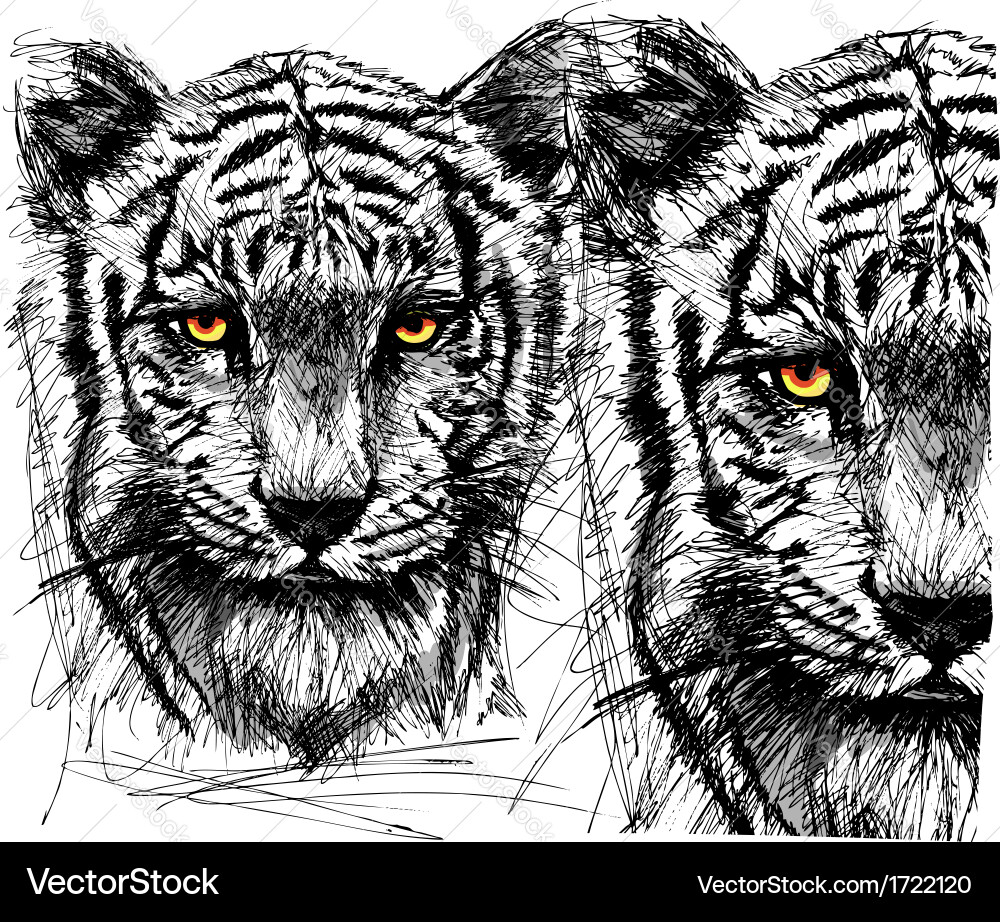 Hand draw sketch of white tiger Royalty Free Vector Image