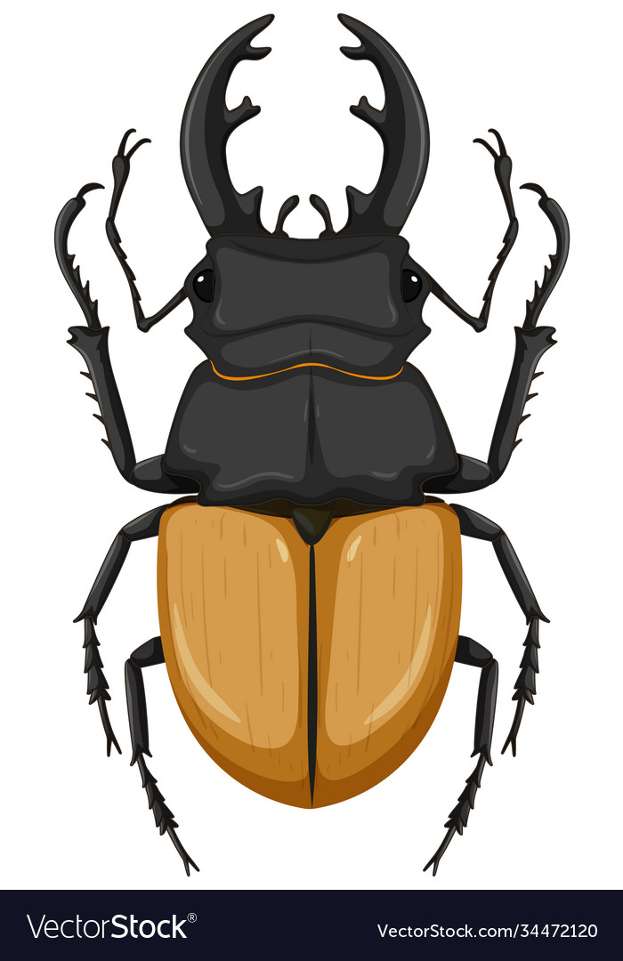 Stag beetle isolated on white background Vector Image