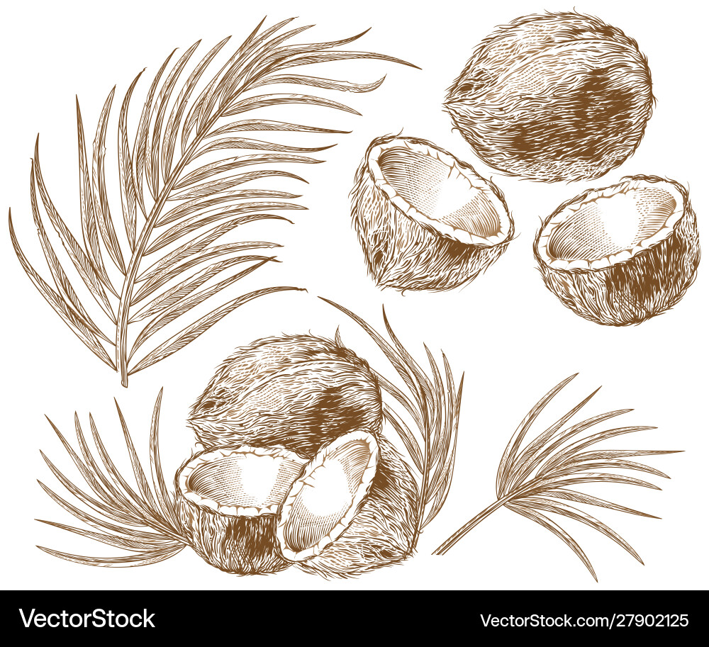 Engraving coconut and palm leaves Royalty Free Vector Image