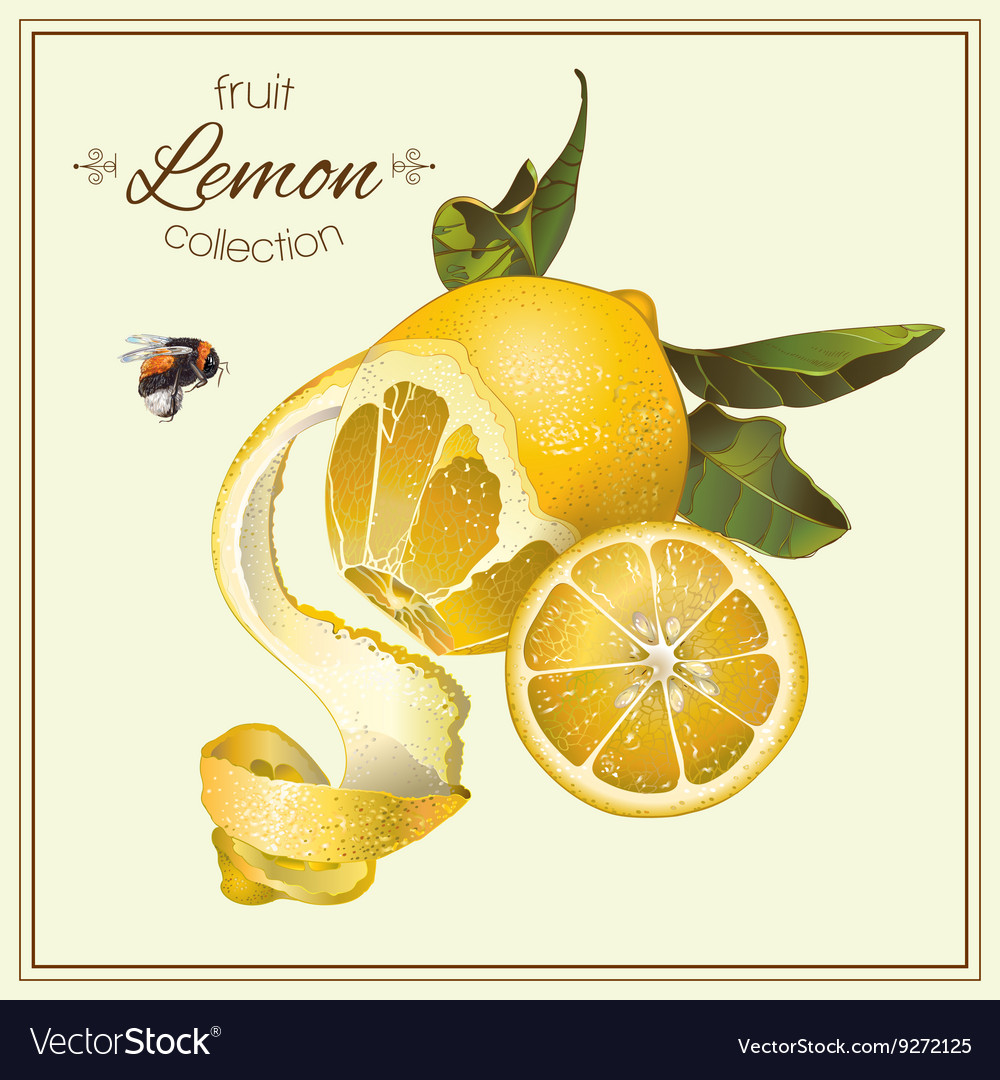 Realistic lemon Royalty Free Vector Image - VectorStock