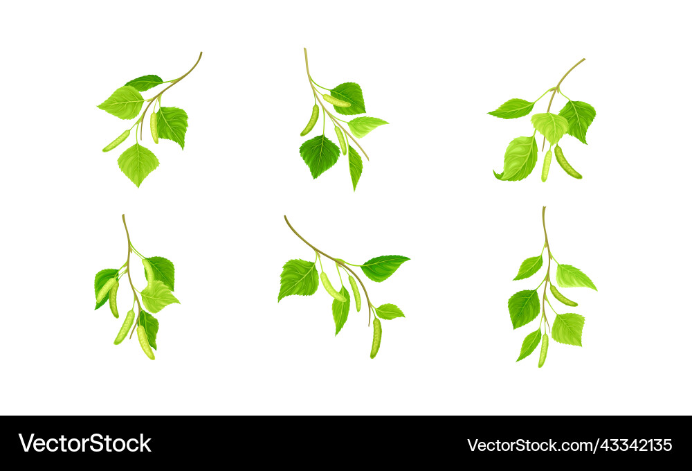 Birch twigs set sprigs of green spring tree Vector Image