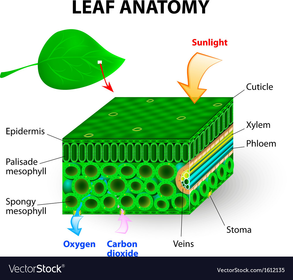 Leaf Anatomy