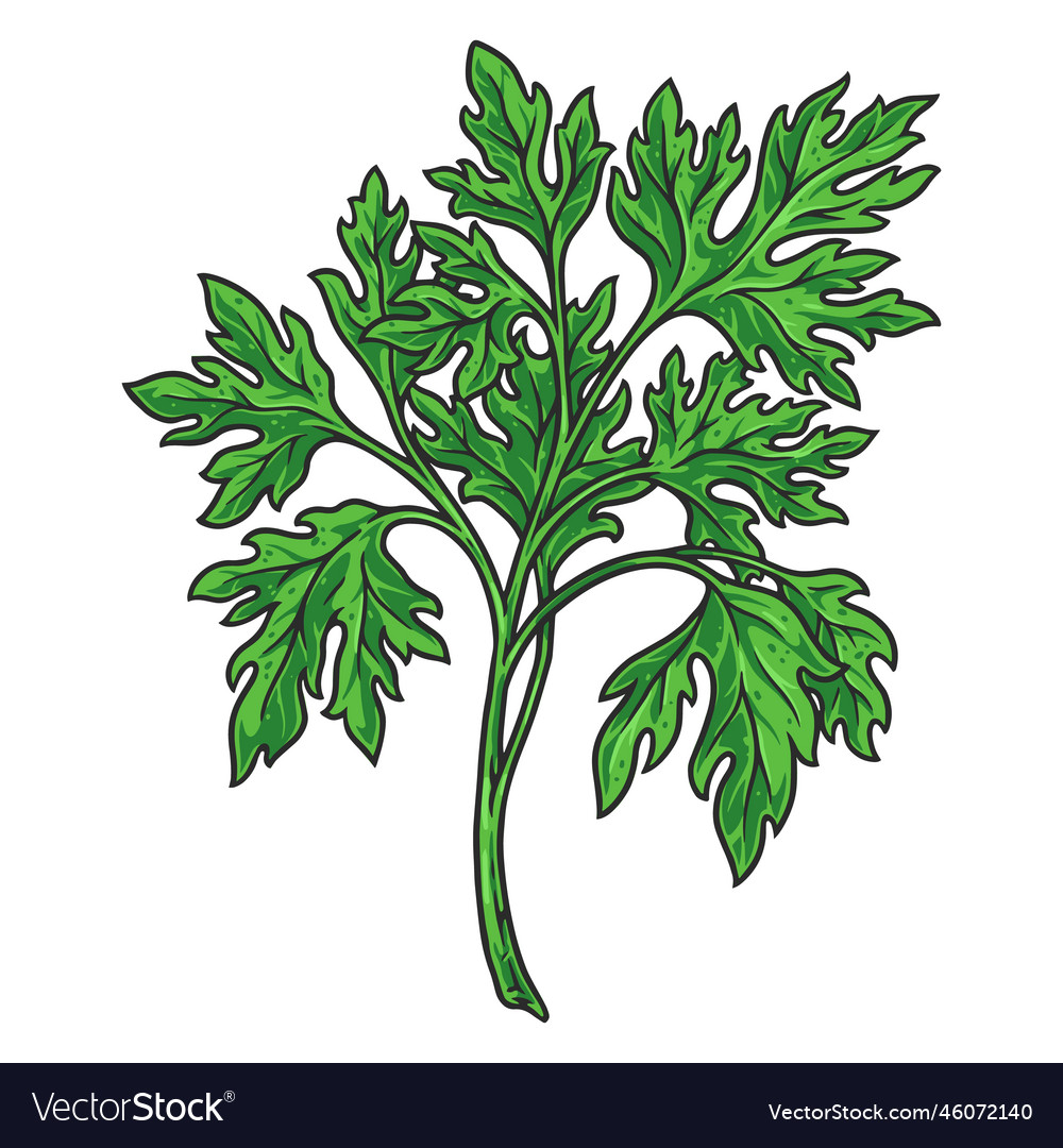 Fresh parsley sticker vintage colorful Royalty Free Vector Fresh parsley sticker vintage colorful Royalty Free Vector