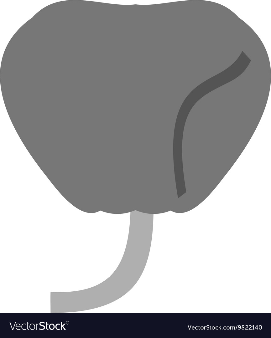 Prostate Royalty Free Vector Image - VectorStock