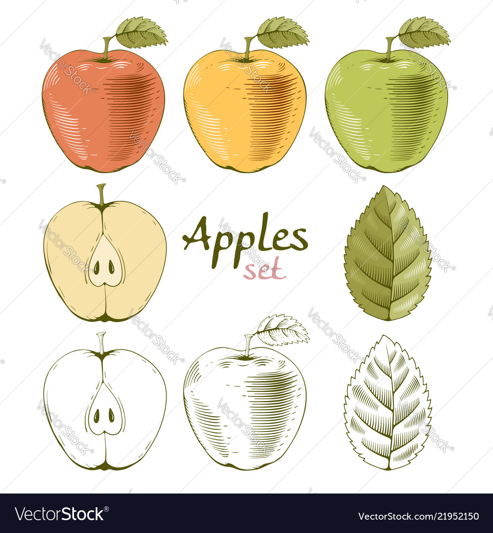 Apples set Royalty Free Vector Image - VectorStock
