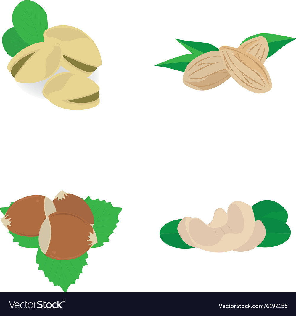 Nuts collection Royalty Free Vector Image - VectorStock