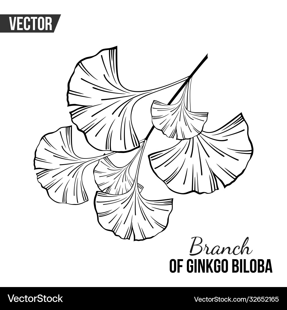 Ginkgo biloba branch on white background Vector Image
