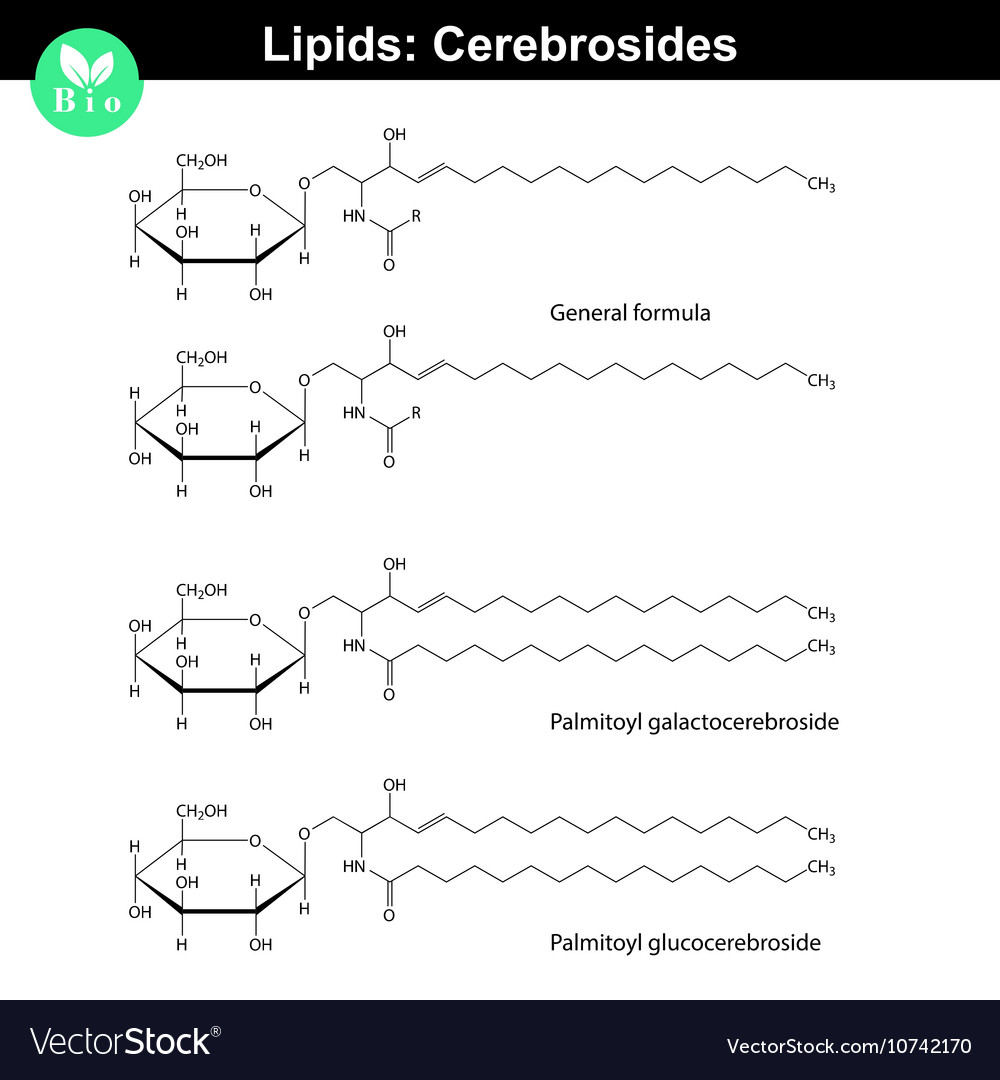 Cerebroside molecules Royalty Free Vector Image