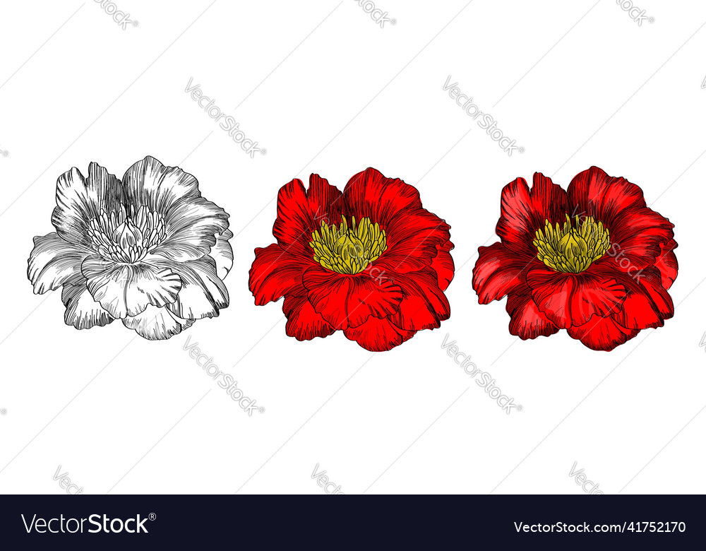 Red flower Royalty Free Vector Image - VectorStock