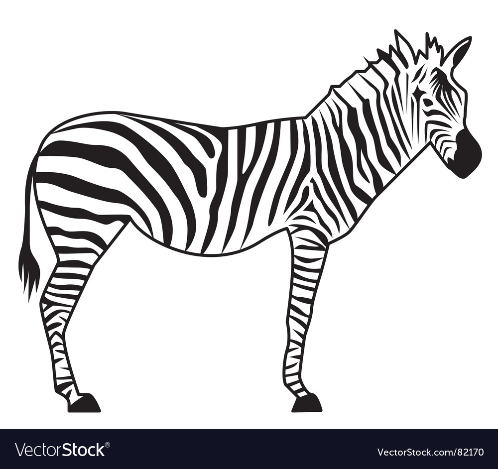 Zebra Royalty Free Vector Image - VectorStock