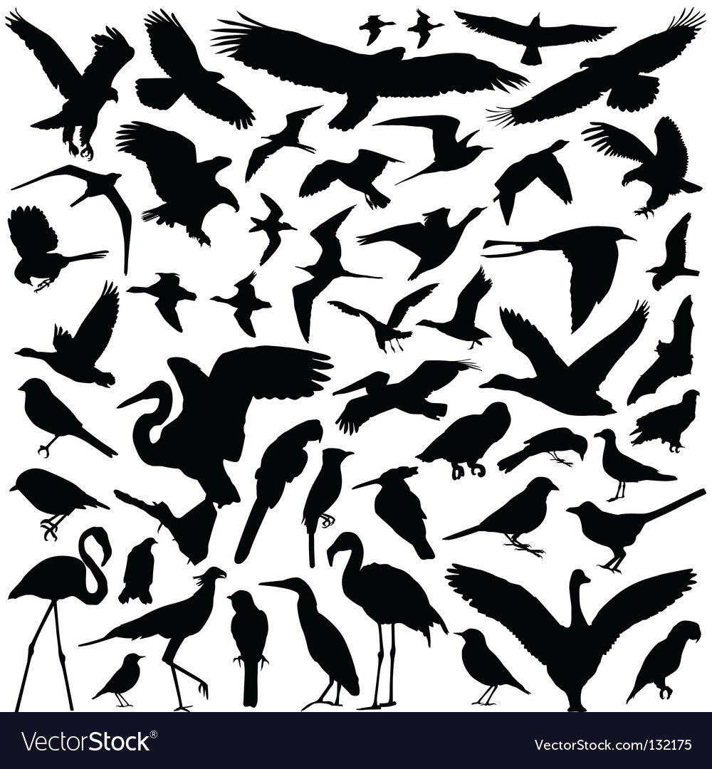 Bird set Royalty Free Vector Image - VectorStock