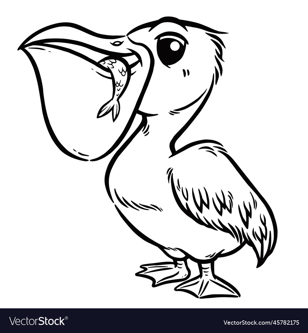 Pelican Royalty Free Vector Image - VectorStock