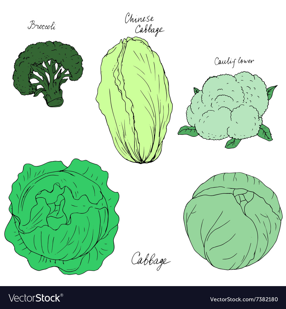 Hand drawn different kind cabbage Royalty Free Vector Image