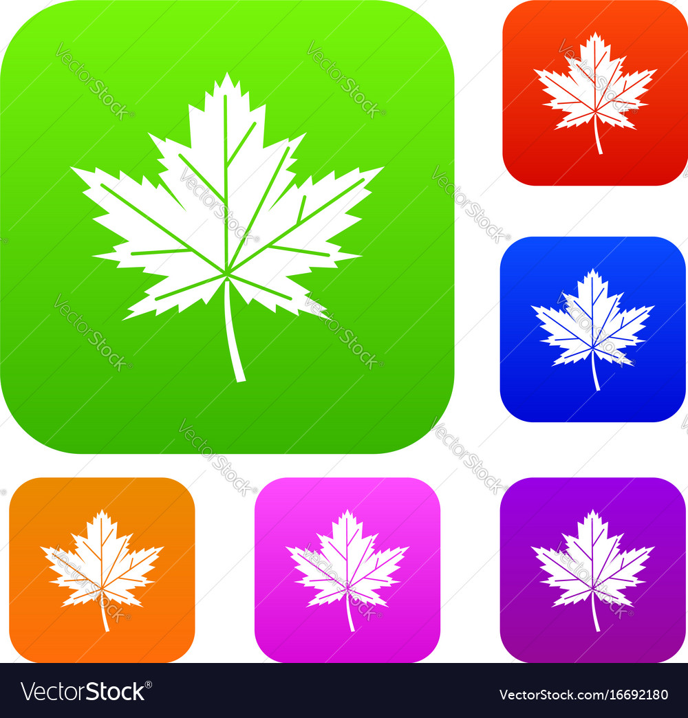 Maple leaf set collection Royalty Free Vector Image