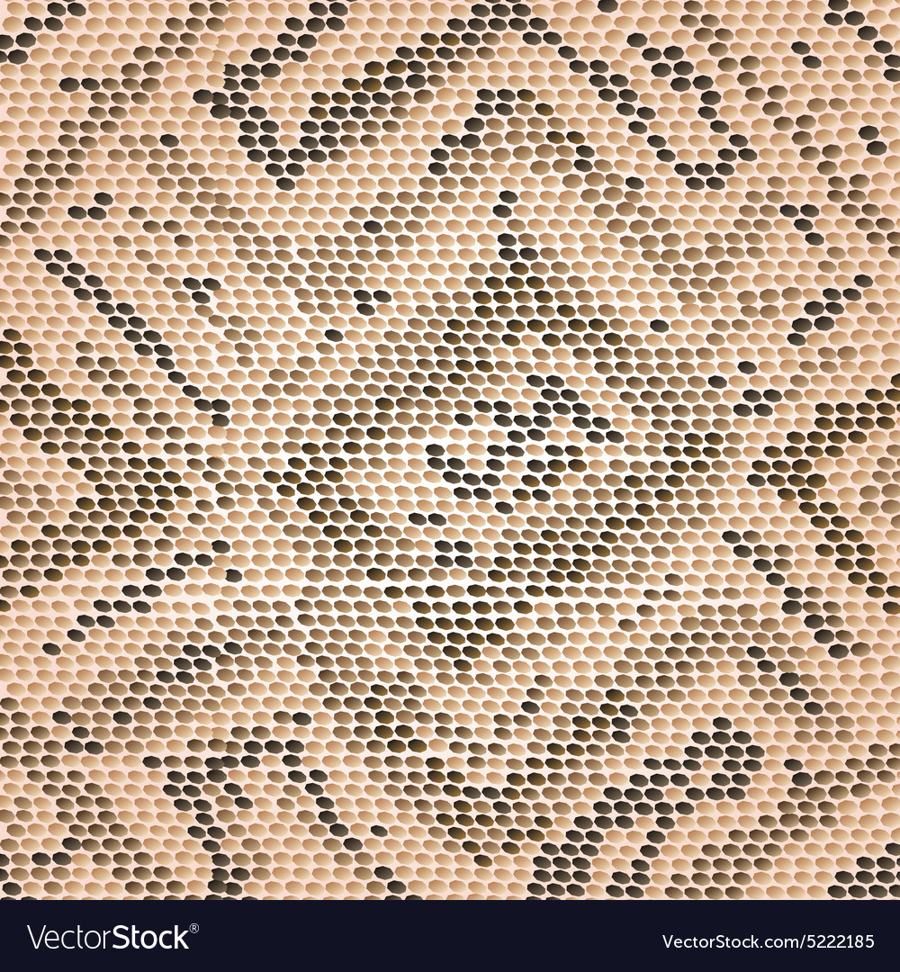 Snake skin Royalty Free Vector Image - VectorStock