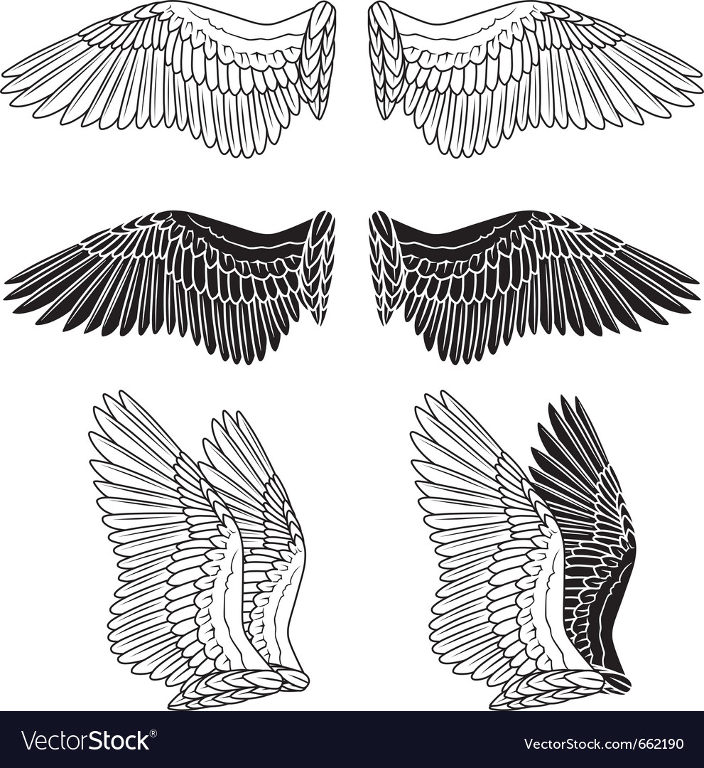 Dove wings Royalty Free Vector Image - VectorStock