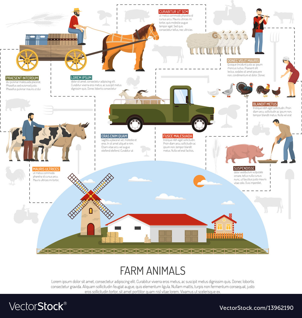 Farm animals flowchart concept Royalty Free Vector Image