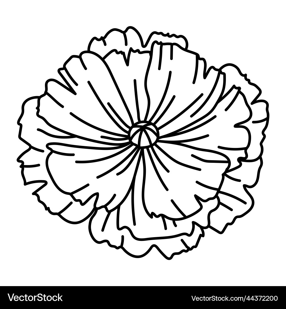 Poppy flower beautiful decorative Royalty Free Vector Image