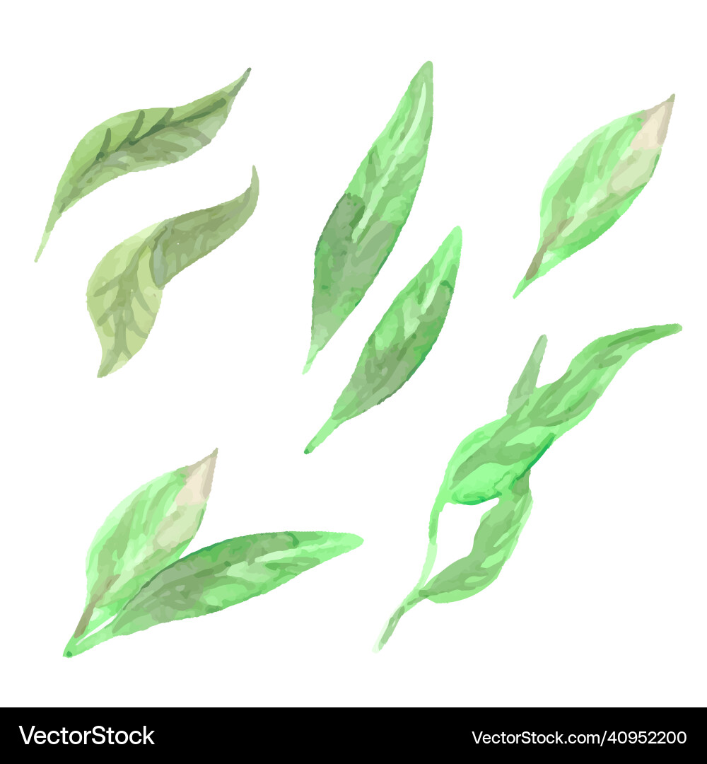 Watercolor peach leaves Royalty Free Vector Image