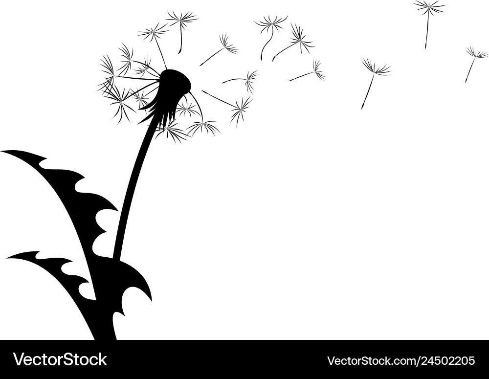 Dandelion flower with flying seeds Royalty Free Vector Image