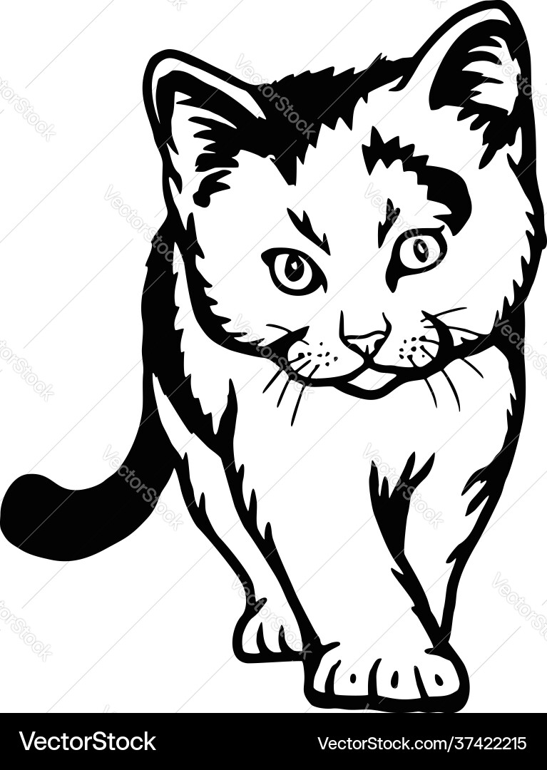 Cat peeking kitten - cheerful kitty isolated Vector Image