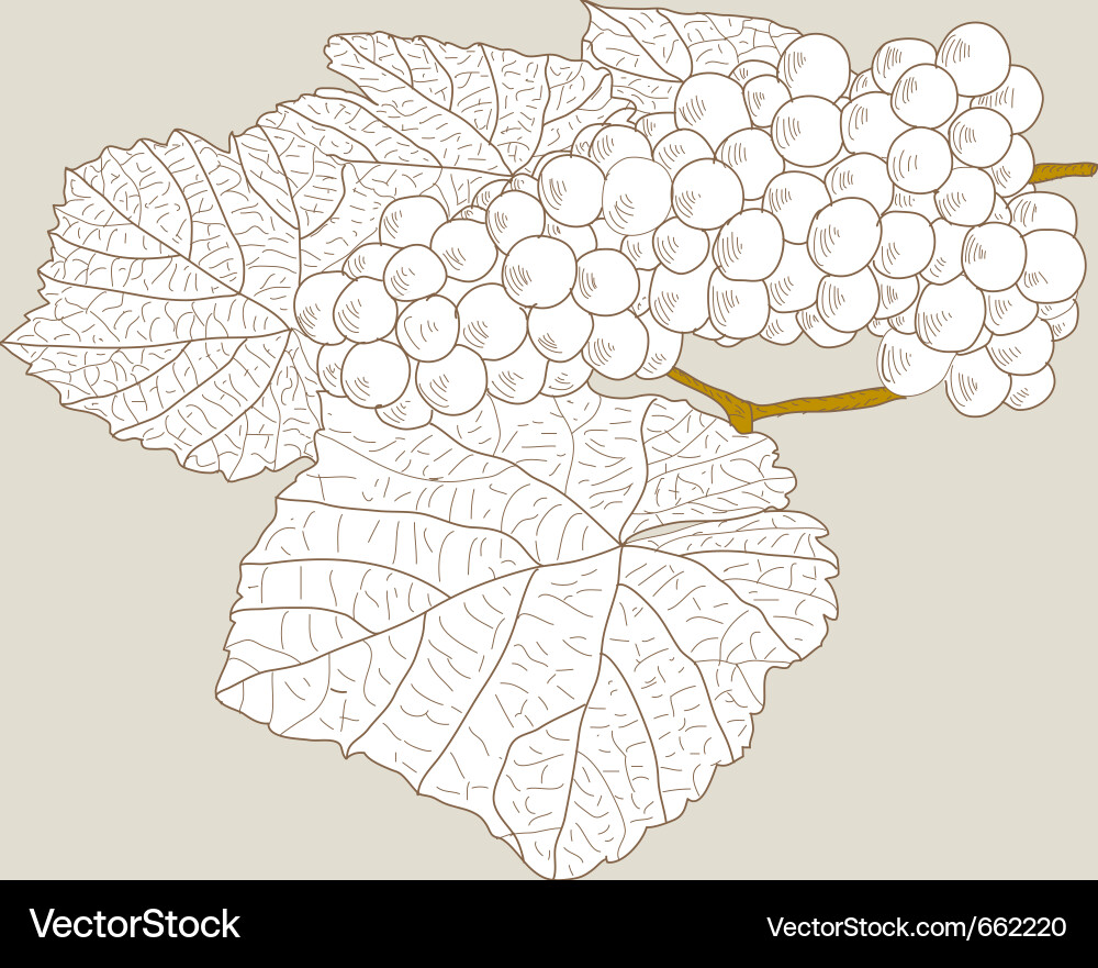 Abstract grape with leafs Royalty Free Vector Image