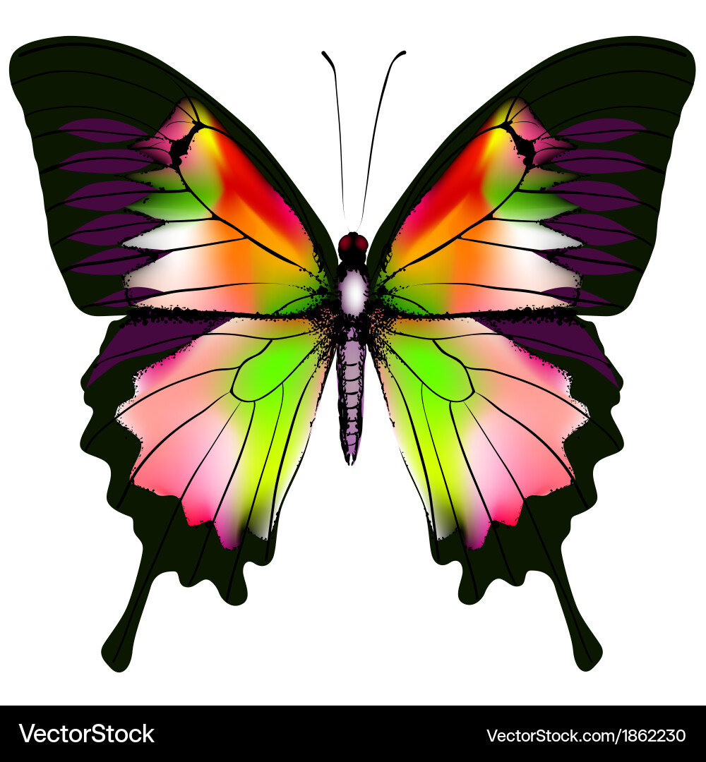 Butterfly Royalty Free Vector Image - VectorStock