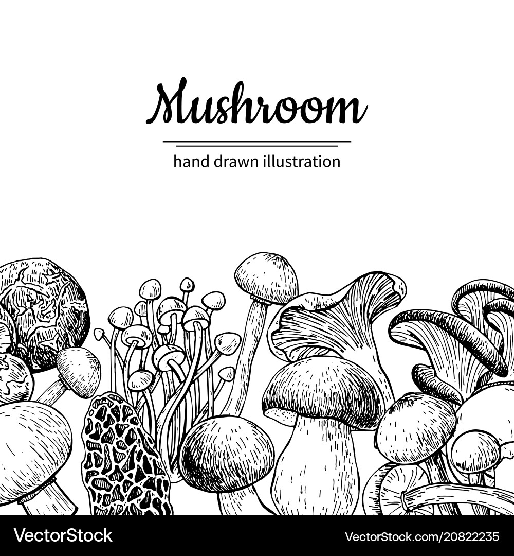 Mushroom hand drawn frame isolated sketch Vector Image