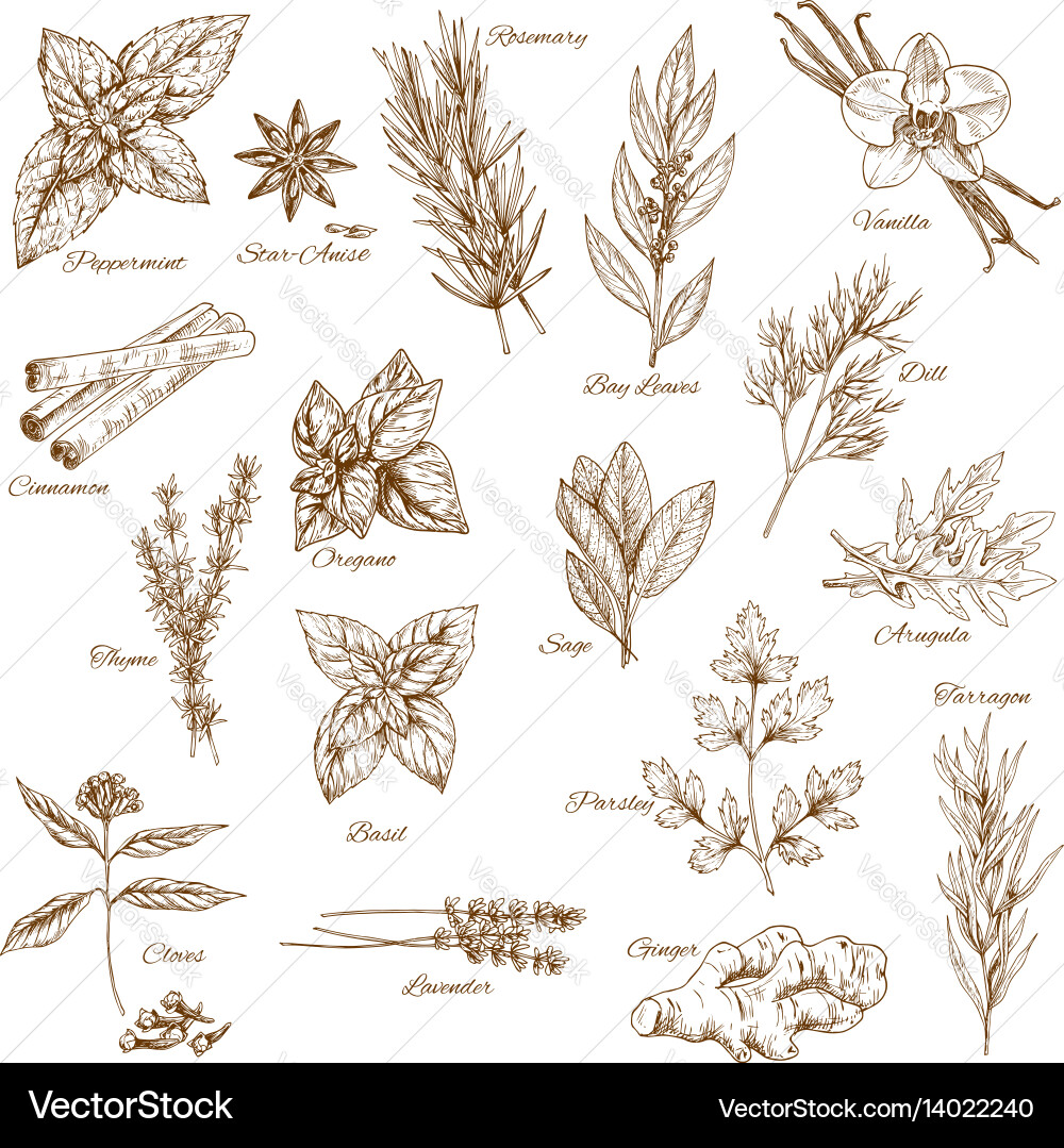 Herbs spices and leaf vegetable sketch poster Vector Image